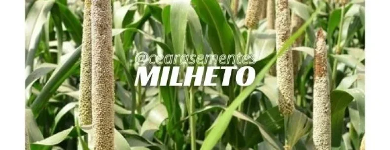 Semente Milheto: Saiba tudo sobre! - Agro Attraction