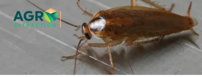 Cocô de Barata: Como identificar e eliminar! - Agro Attraction