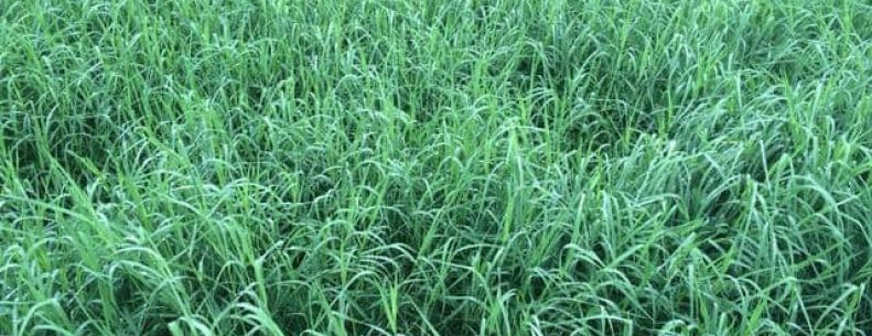 Capim Tifton: Guia Completo sobre a Forrageira! - Agro Attraction